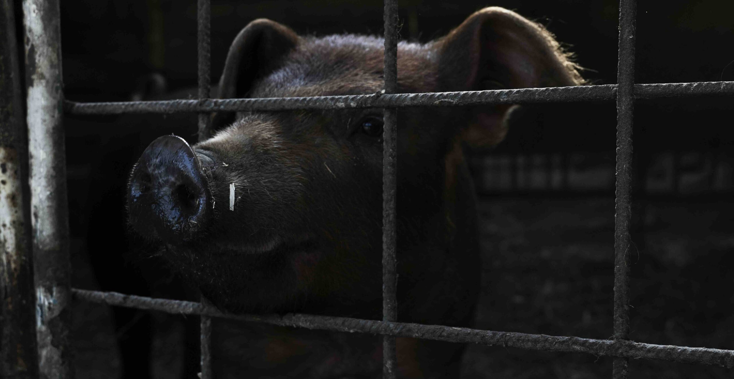 The enchanted Pig | Spectra Ensemble